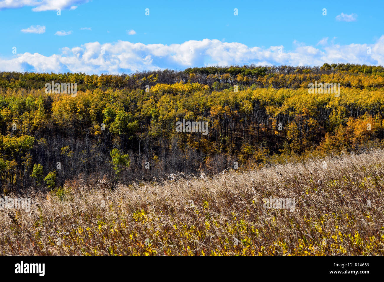 sunny warm day scenes in the mountains Stock Photo - Alamy