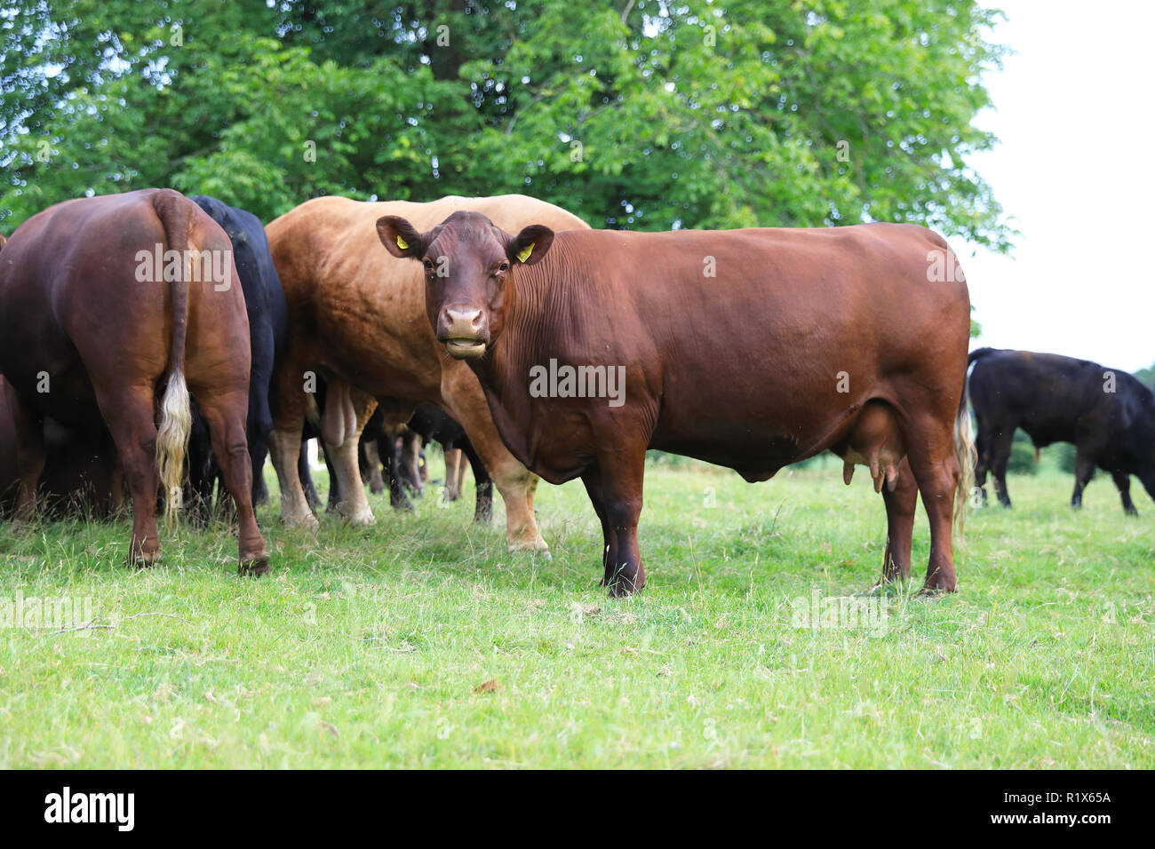 Red sussex cattle hi-res stock photography and images - Alamy