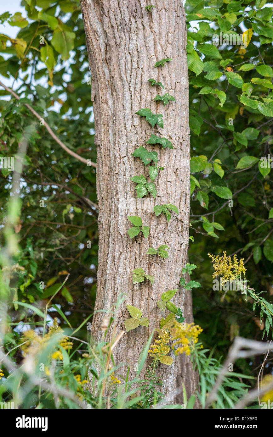 poisen ivy vineon the trunk of a tree in the woods Stock Photo - Alamy