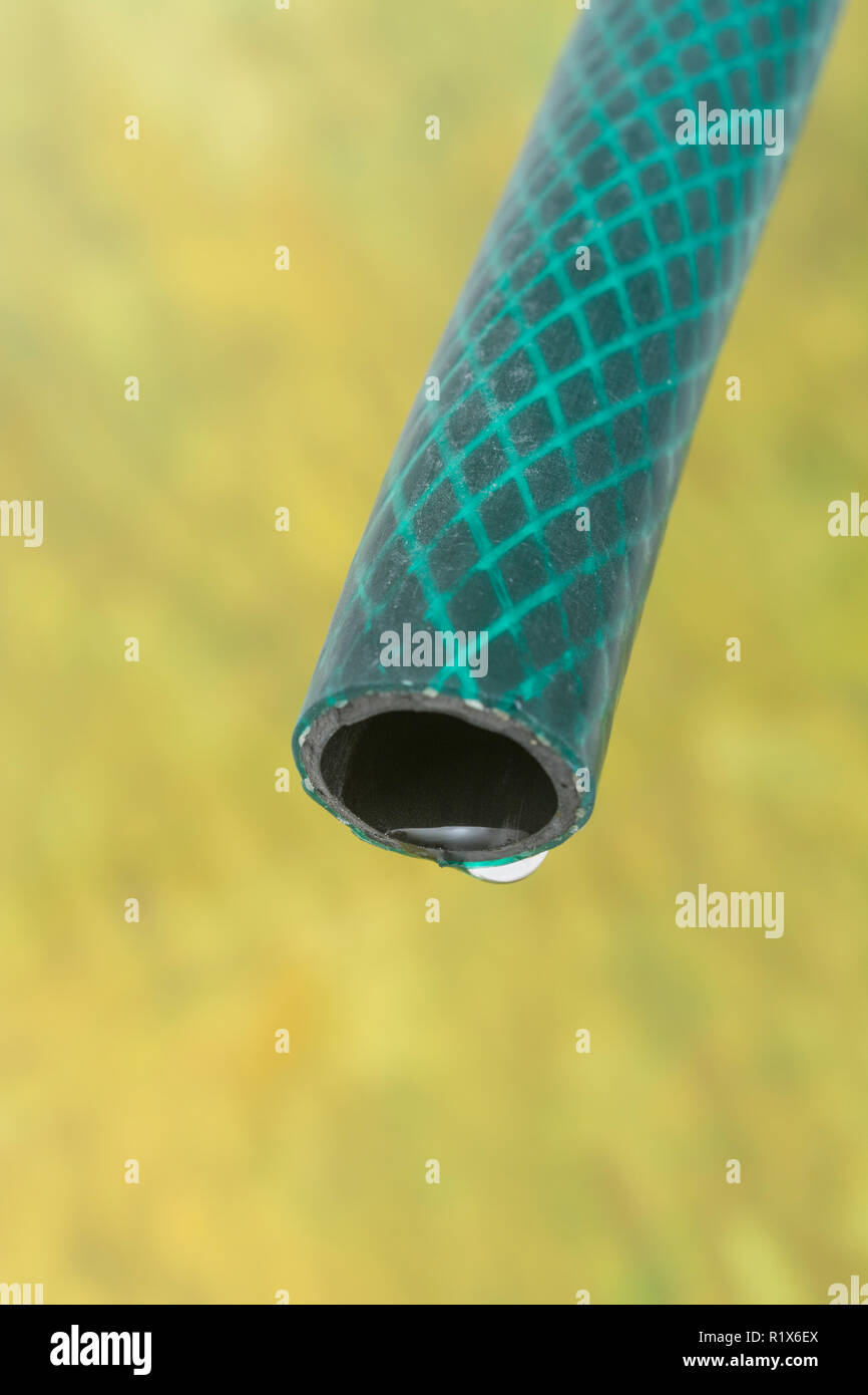 Plastic garden hosepipe / PVC hose pipe against dried garden vegetation ...