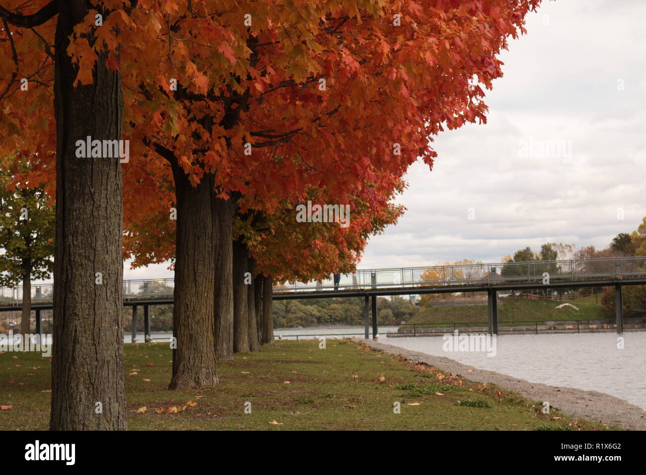 Montreal trees hi-res stock photography and images - Alamy
