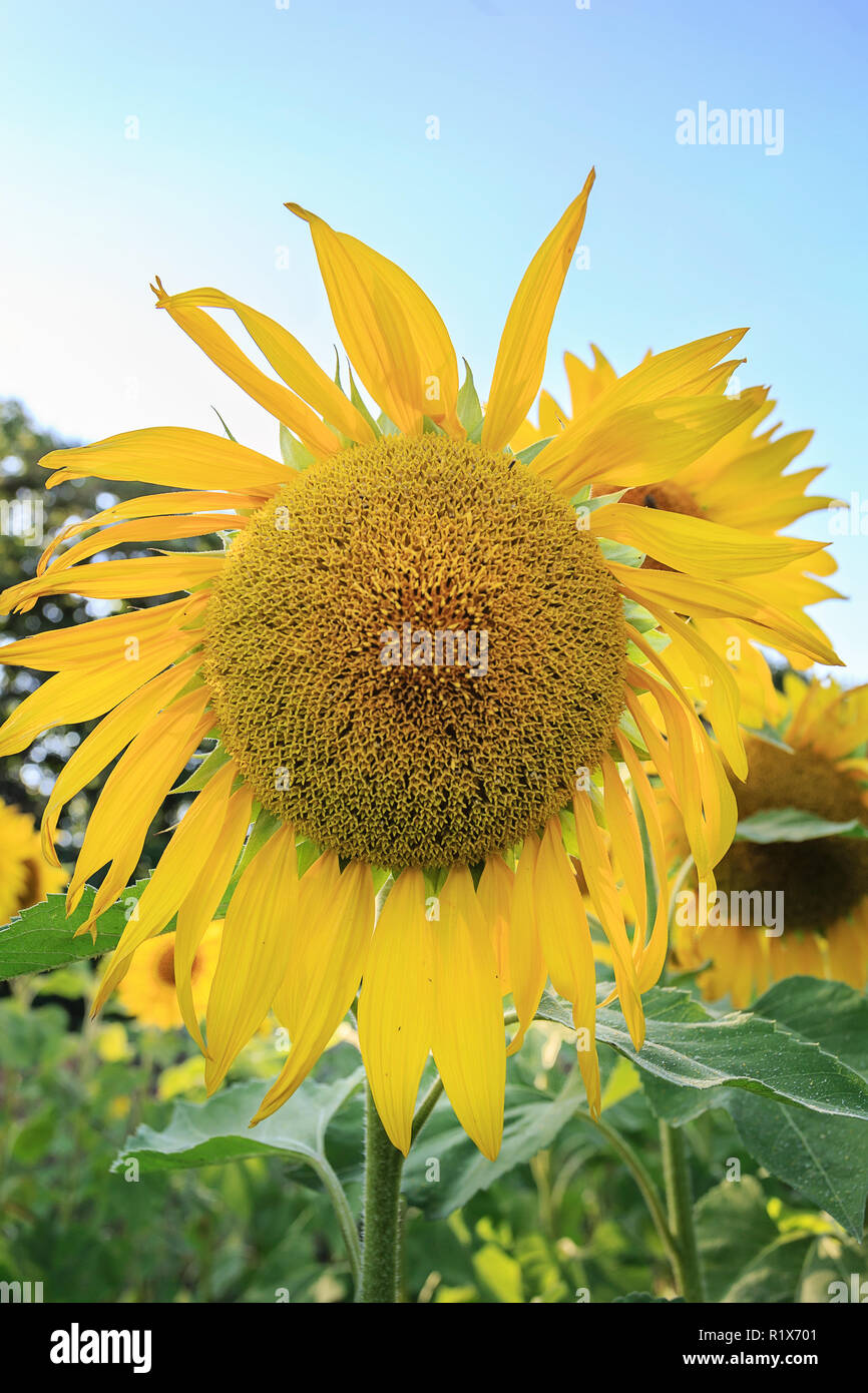Sunflower natural background Stock Photo - Alamy