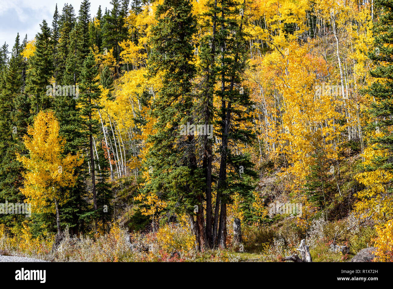 fall colours on the trail in the foothills of Alberta Stock Photo - Alamy