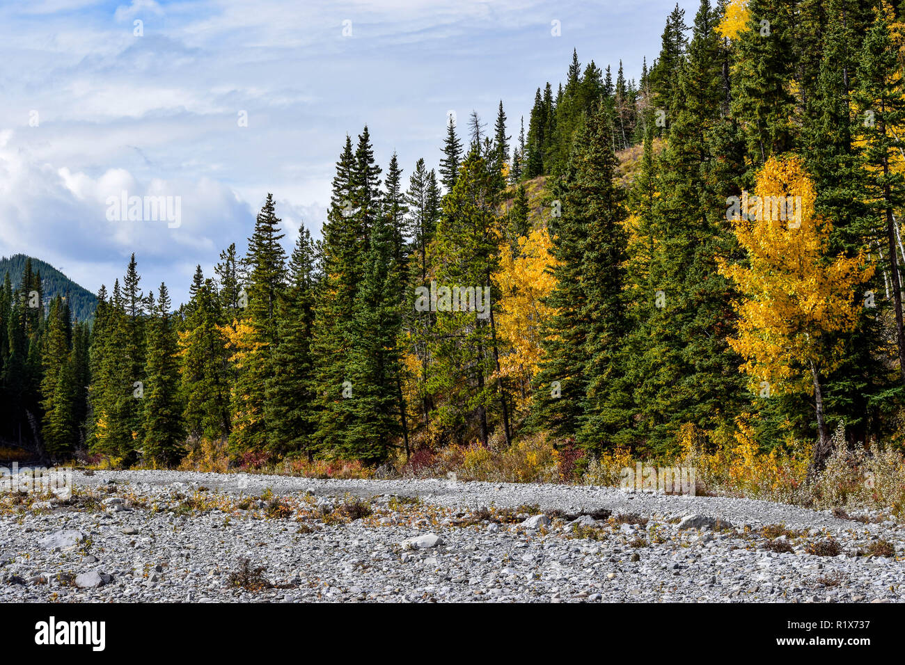 fall colours on the trail in the foothills of Alberta Stock Photo - Alamy