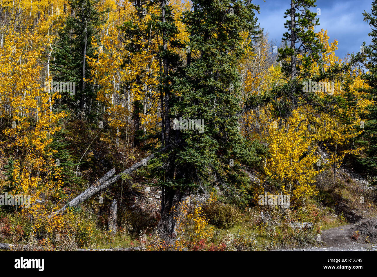 fall colours on the trail in the foothills of Alberta Stock Photo - Alamy