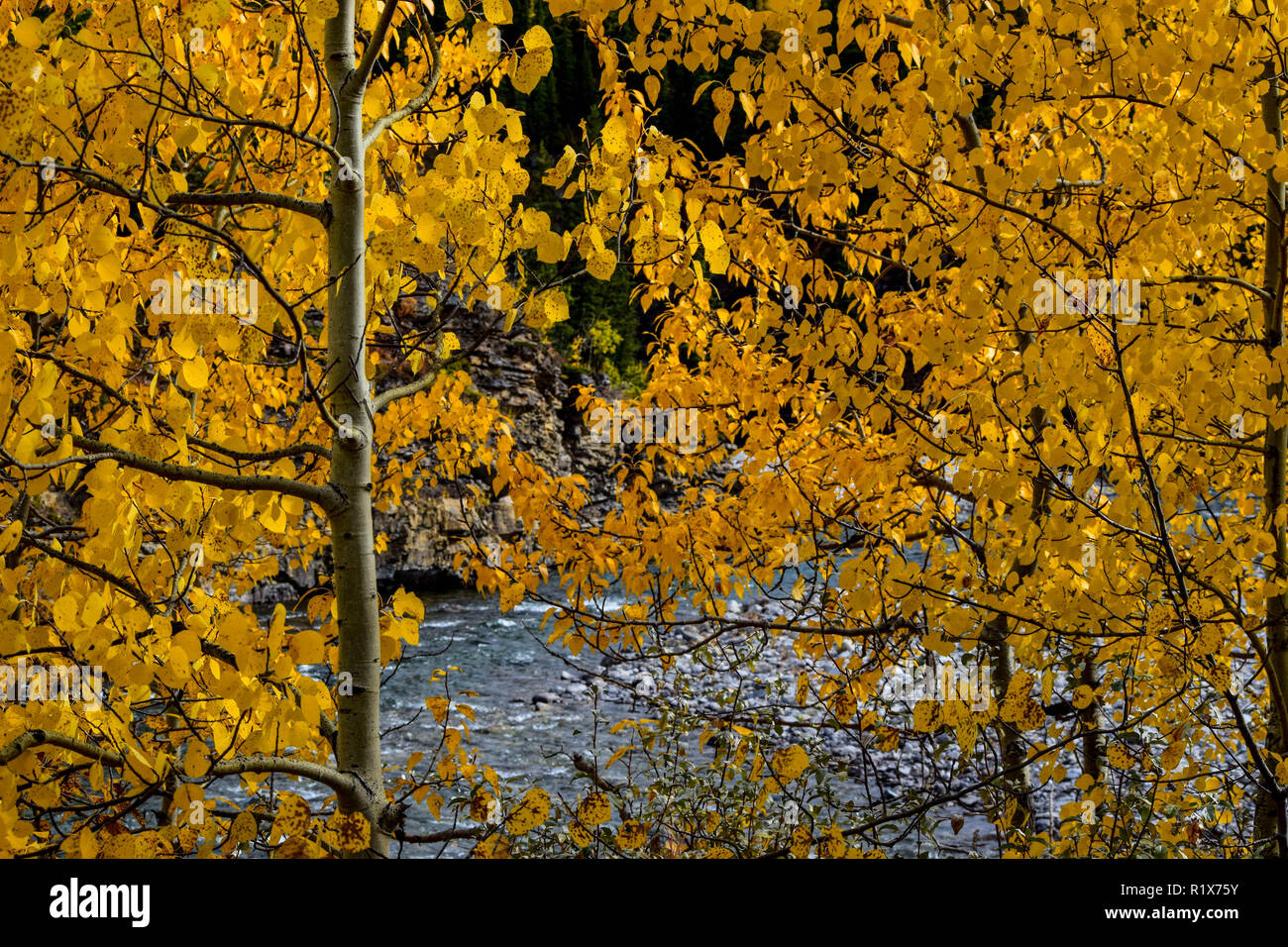 fall colours on the trail in the foothills of Alberta Stock Photo - Alamy