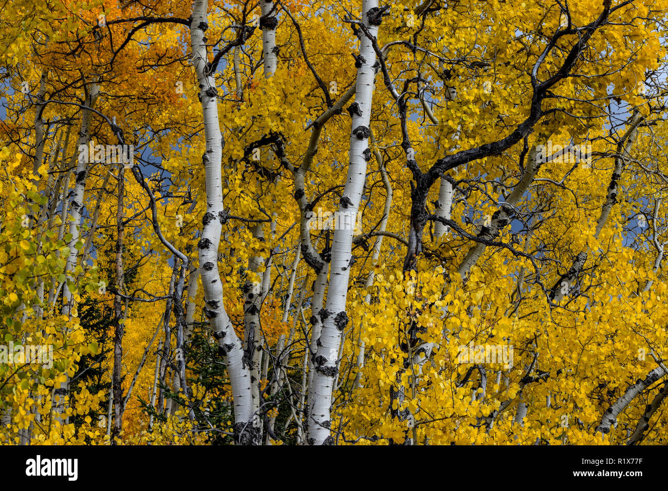 fall colours on the trail in the foothills of Alberta Stock Photo - Alamy