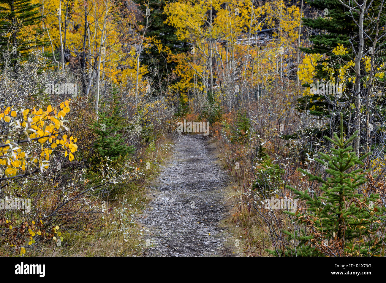 fall colours on the trail in the foothills of Alberta Stock Photo - Alamy