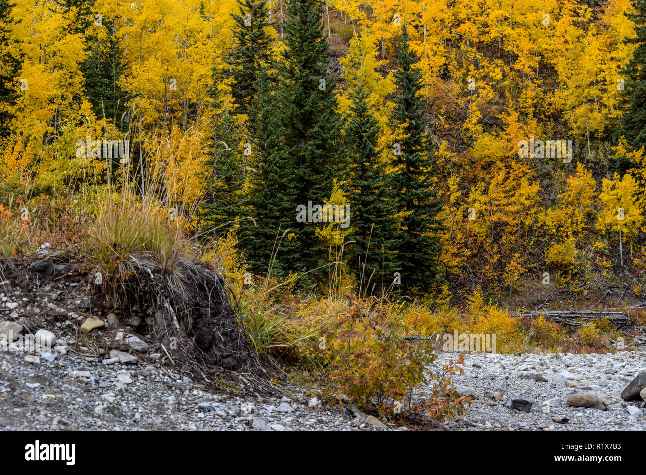 fall colours on the trail in the foothills of Alberta Stock Photo - Alamy