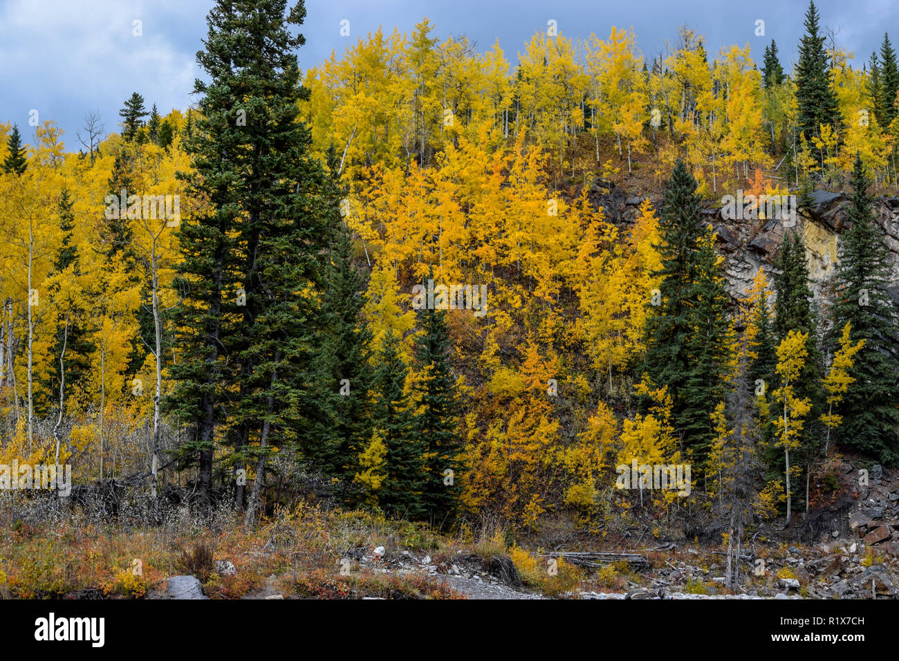 fall colours on the trail in the foothills of Alberta Stock Photo - Alamy