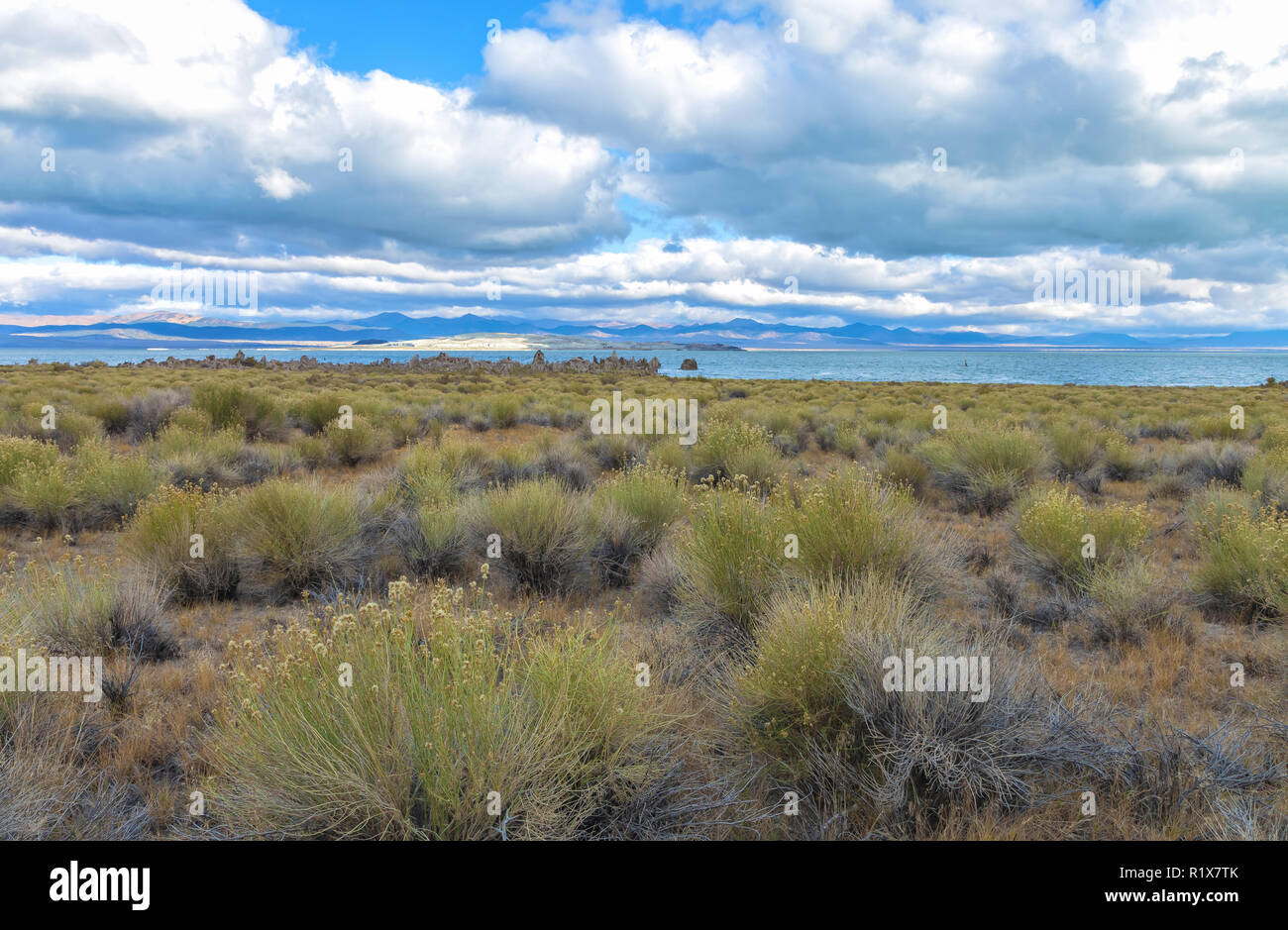 Yellow rabbitbrush hi-res stock photography and images - Alamy