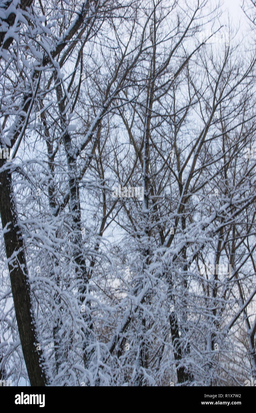 snow-covered branches and trees in the city park, winter landscape ...