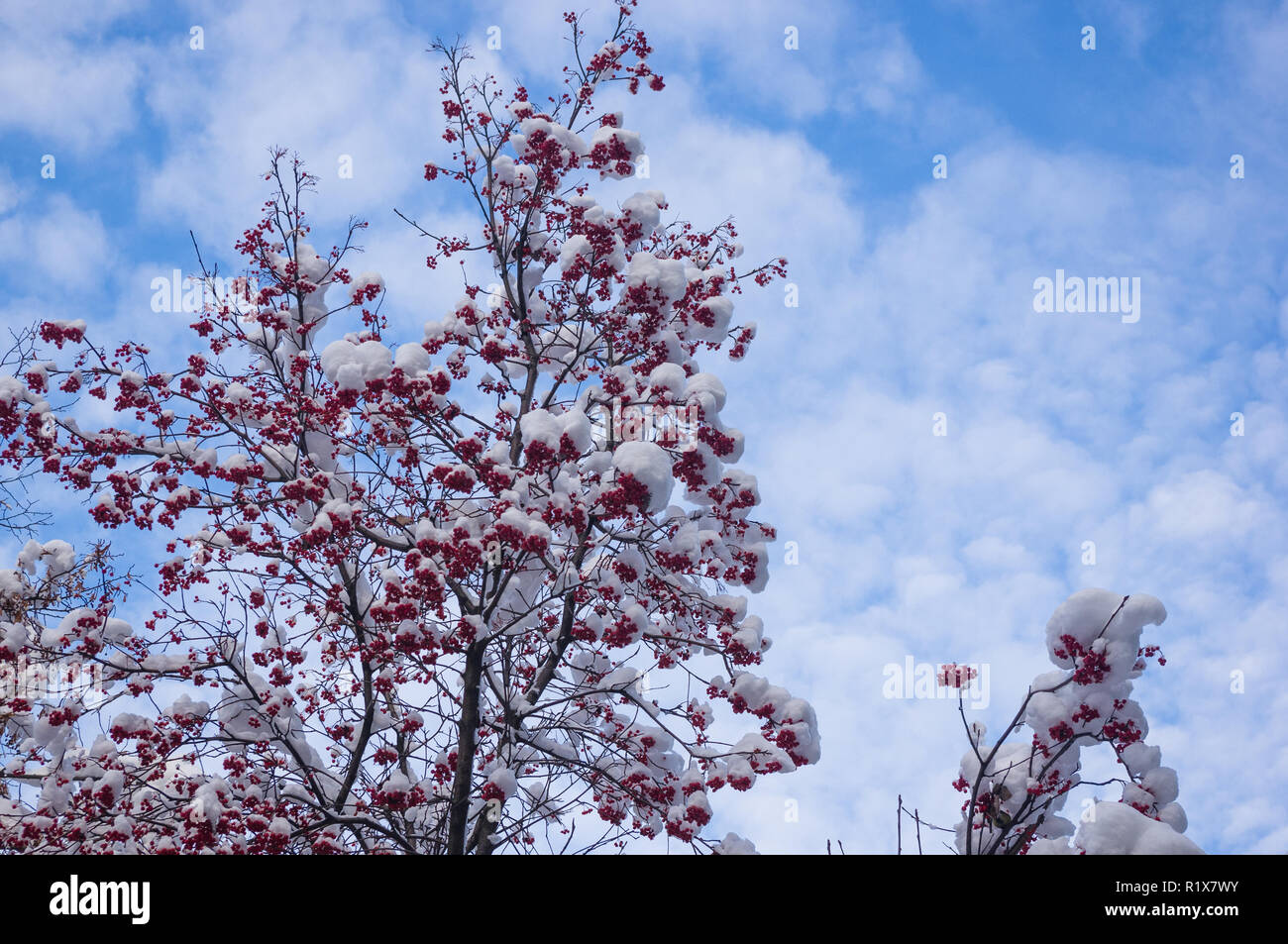 Rowan tree, mountain ash, with red berries in the snow, winter ...