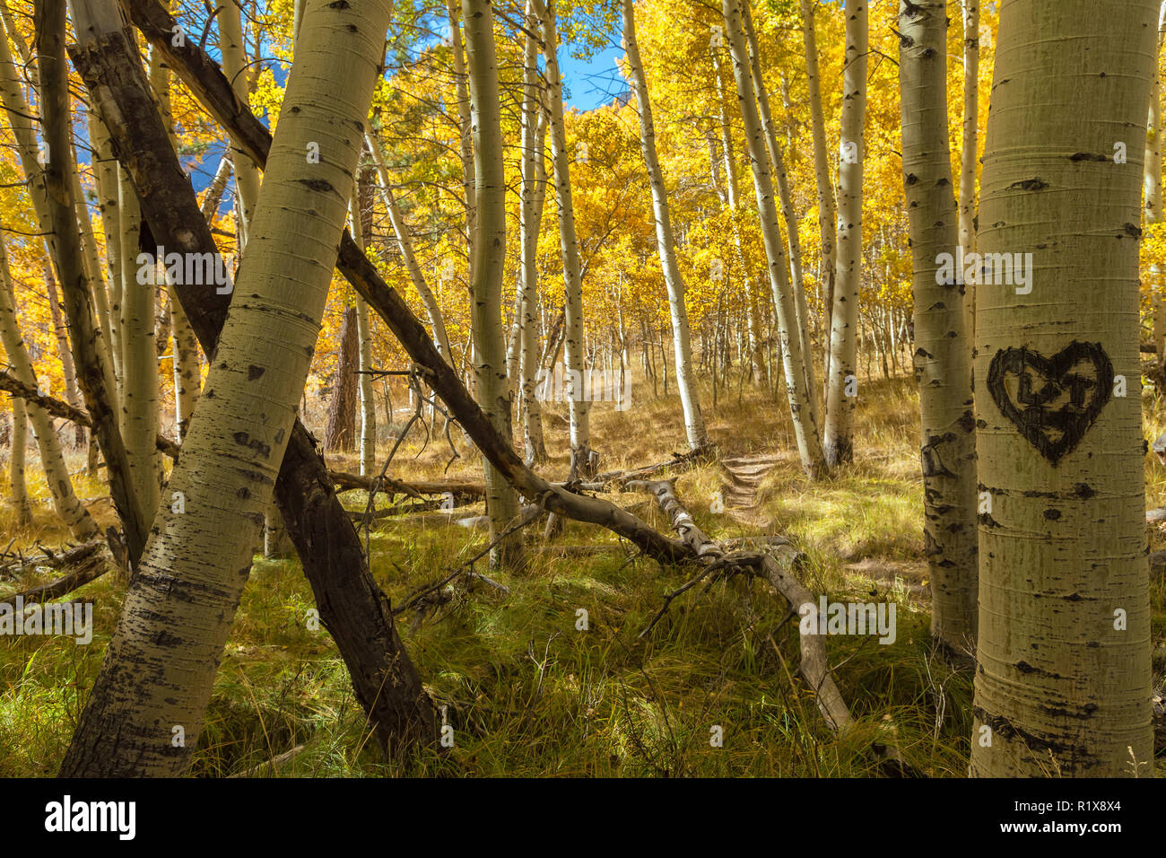 Aspen trees in fall foliage, Inyo National Forest, California, United ...