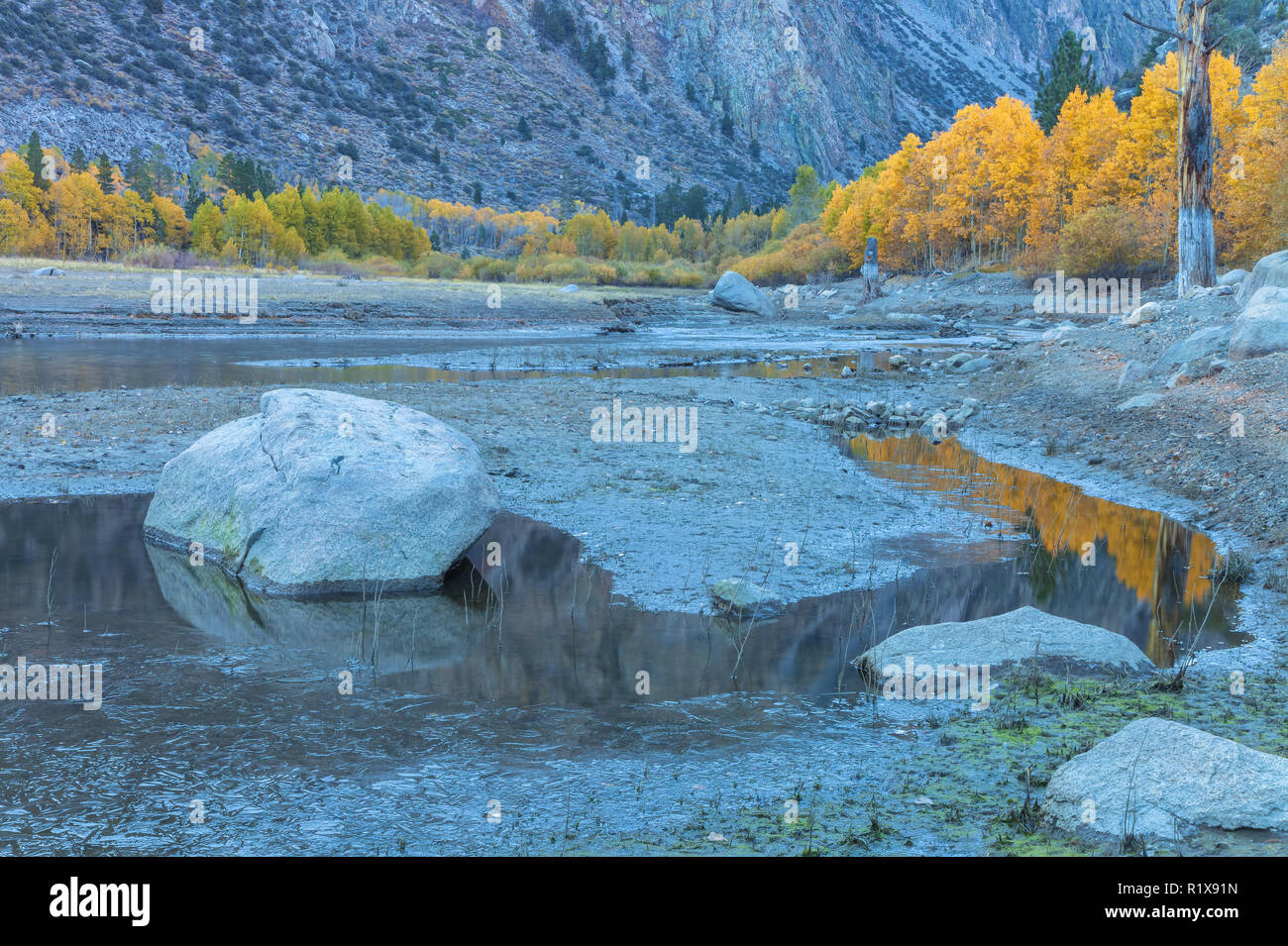 Mountain aspens in their peak fall foliage, with Rush Creek in ...