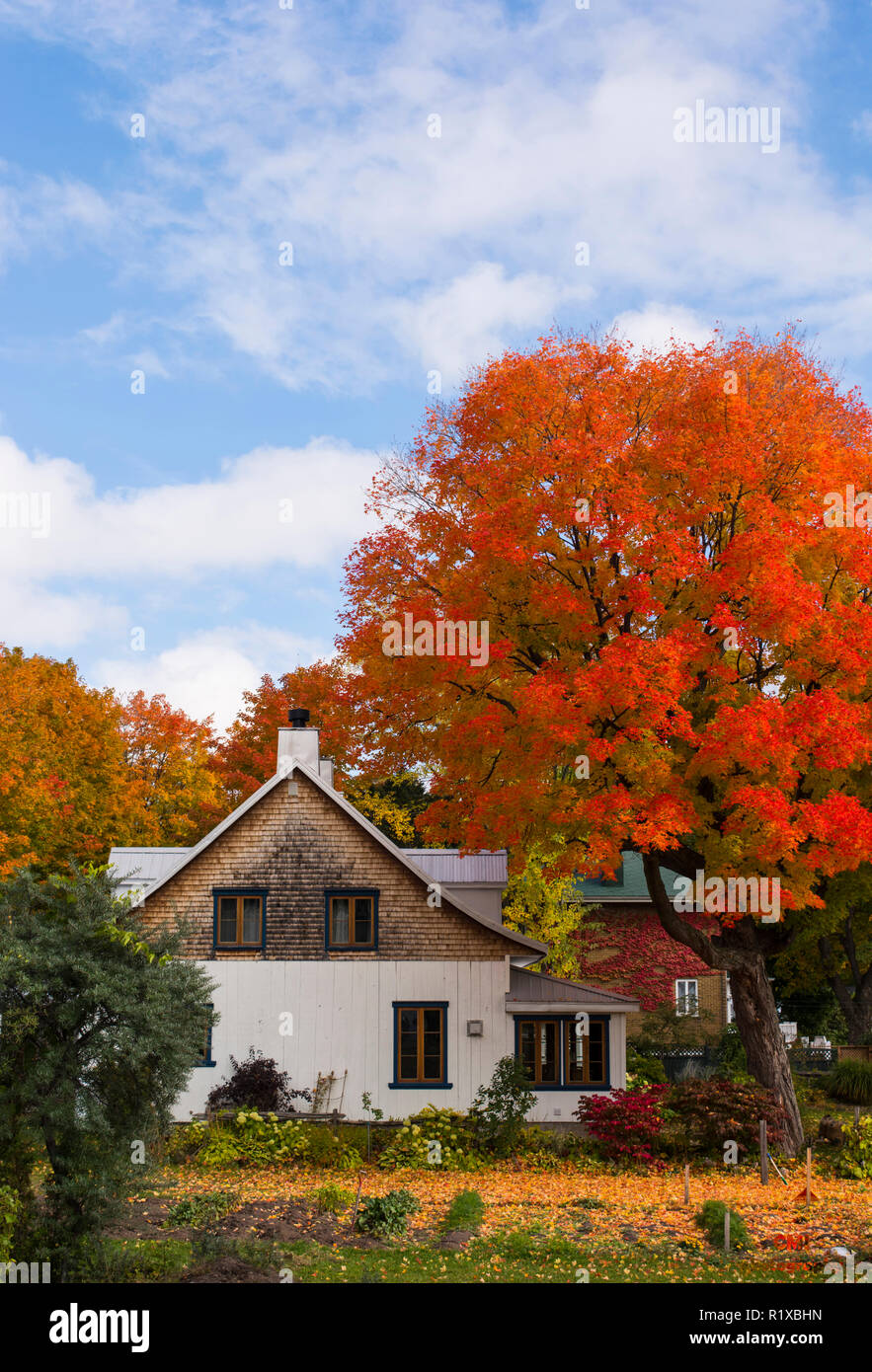 Stunning autumn colors in rural Quebec Stock Photo - Alamy
