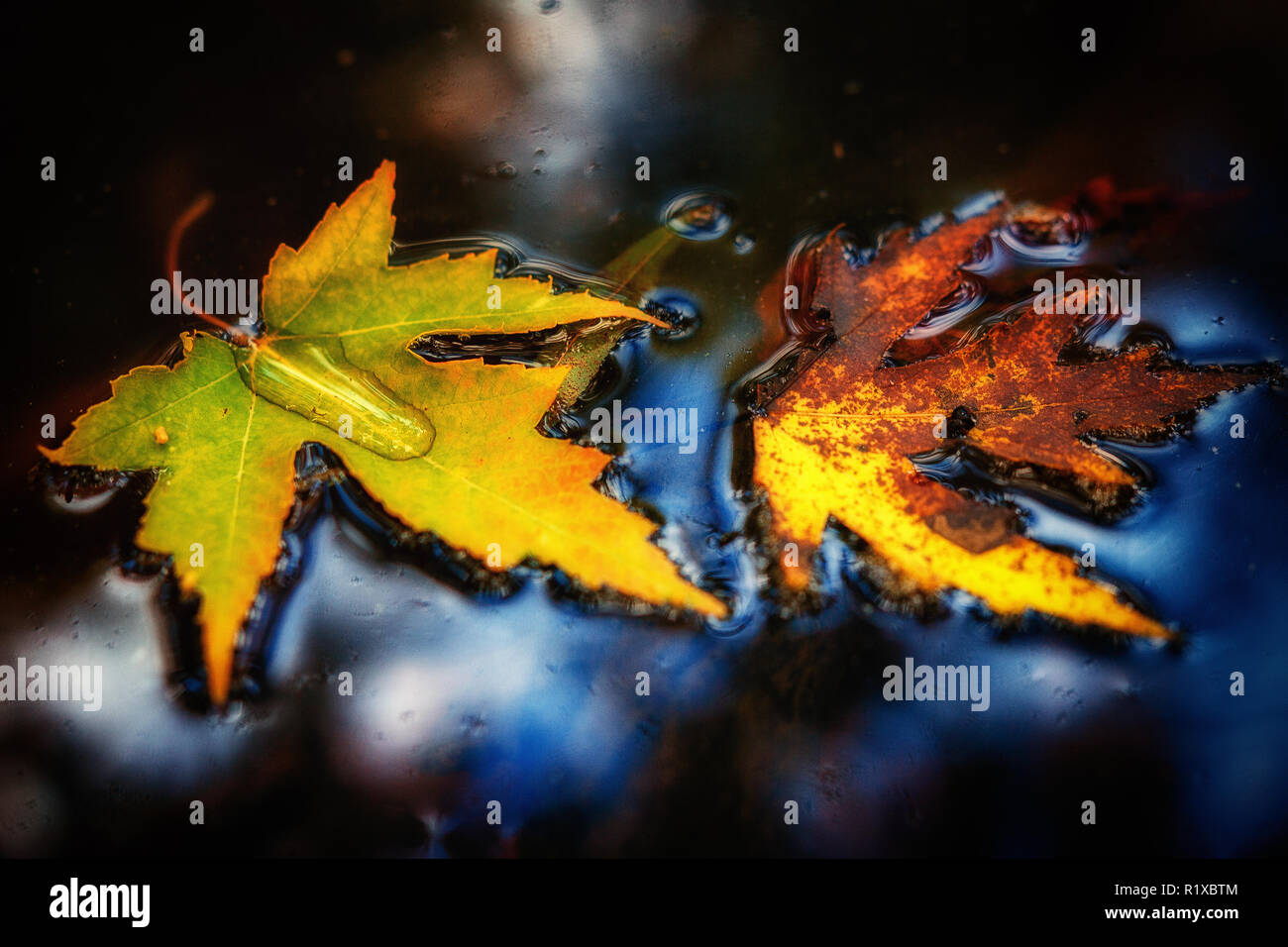 Buoyant leaves hi-res stock photography and images - Alamy