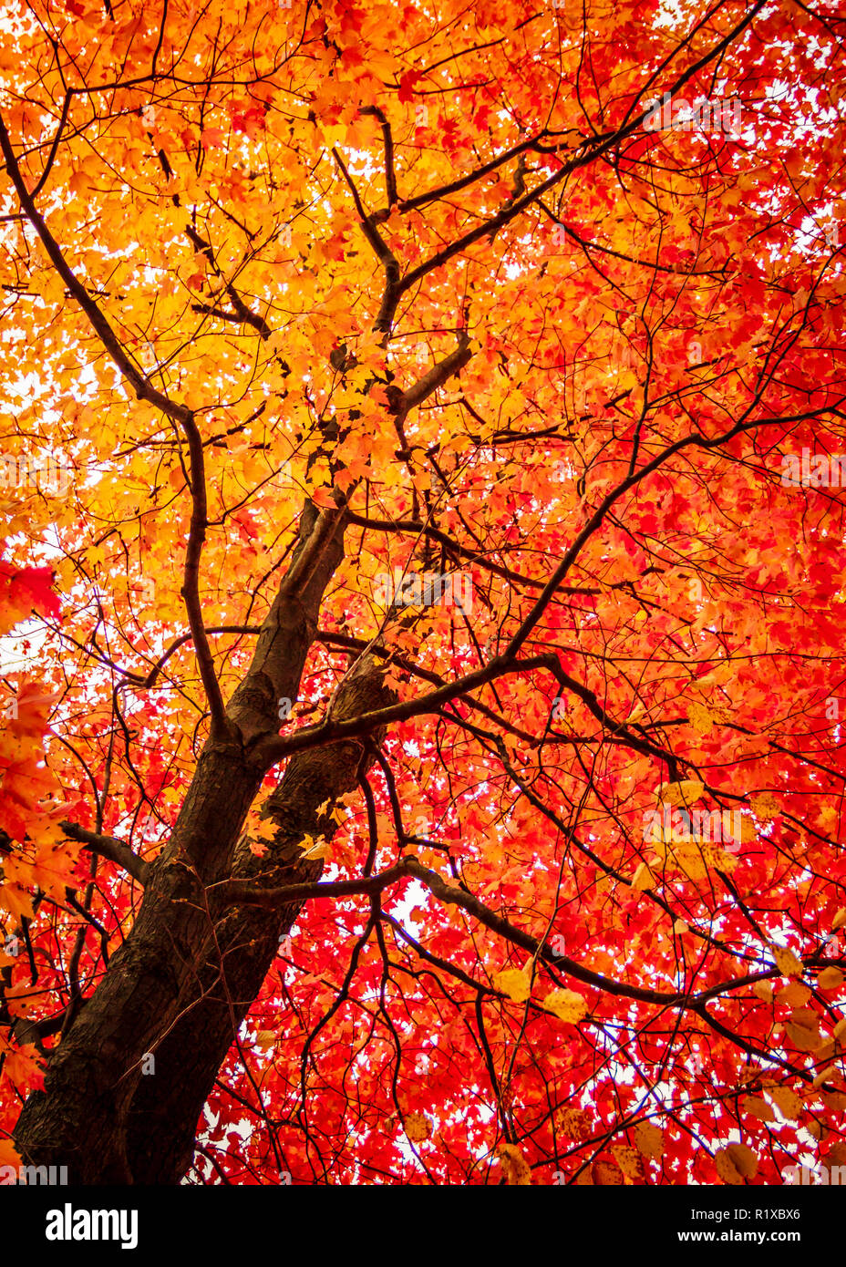 Maple Tree Background