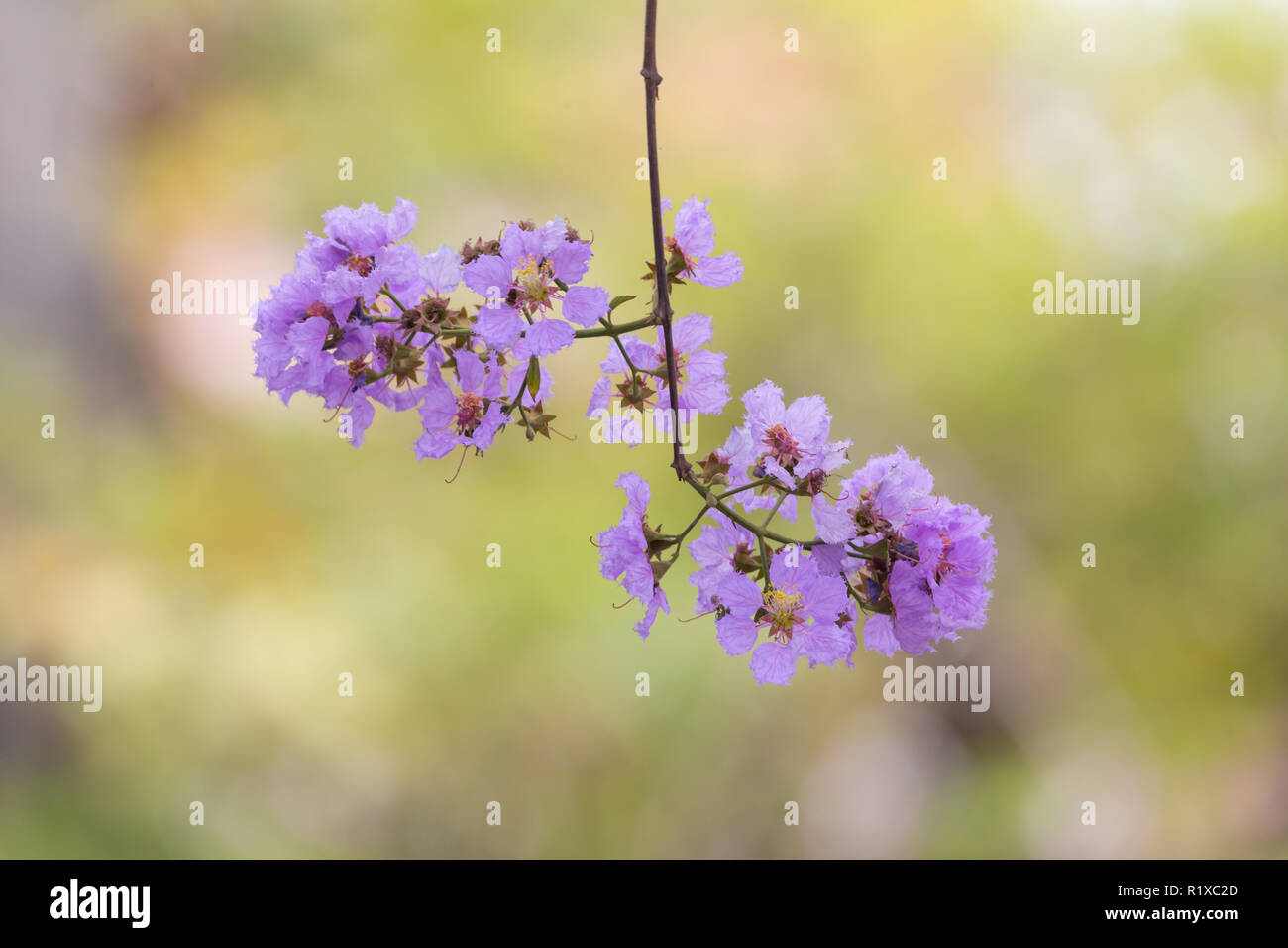Lagerstroemia floribunda flower, also known as Thai crape myrtle and ...
