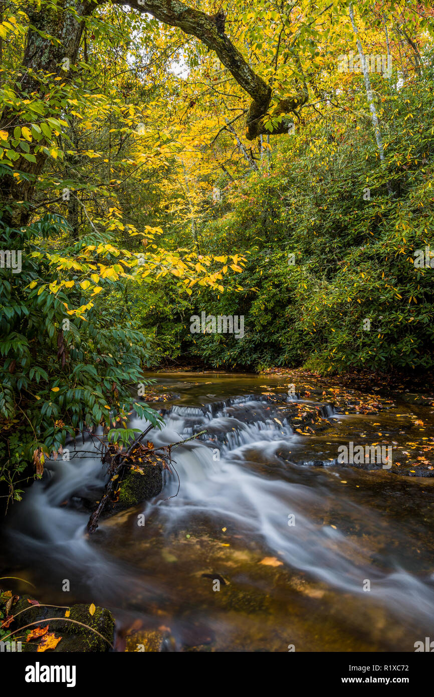 Autumn in the forest in Oct Stock Photo - Alamy