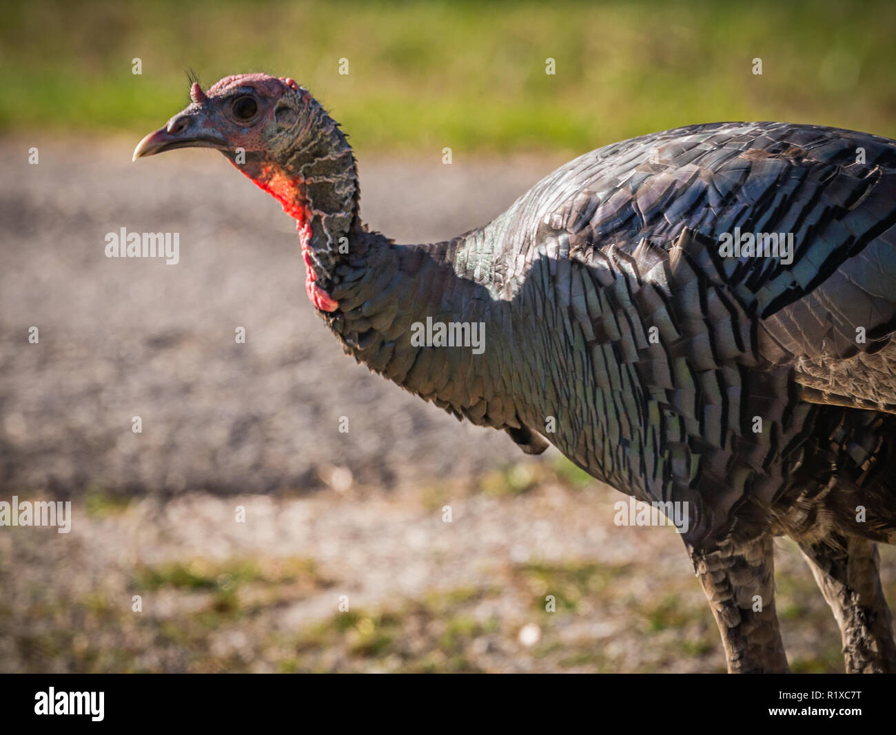 Brown feathers of the wild turkey Stock Photo - Alamy