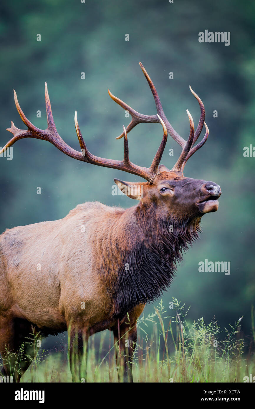 Elk mating call hi-res stock photography and images - Alamy