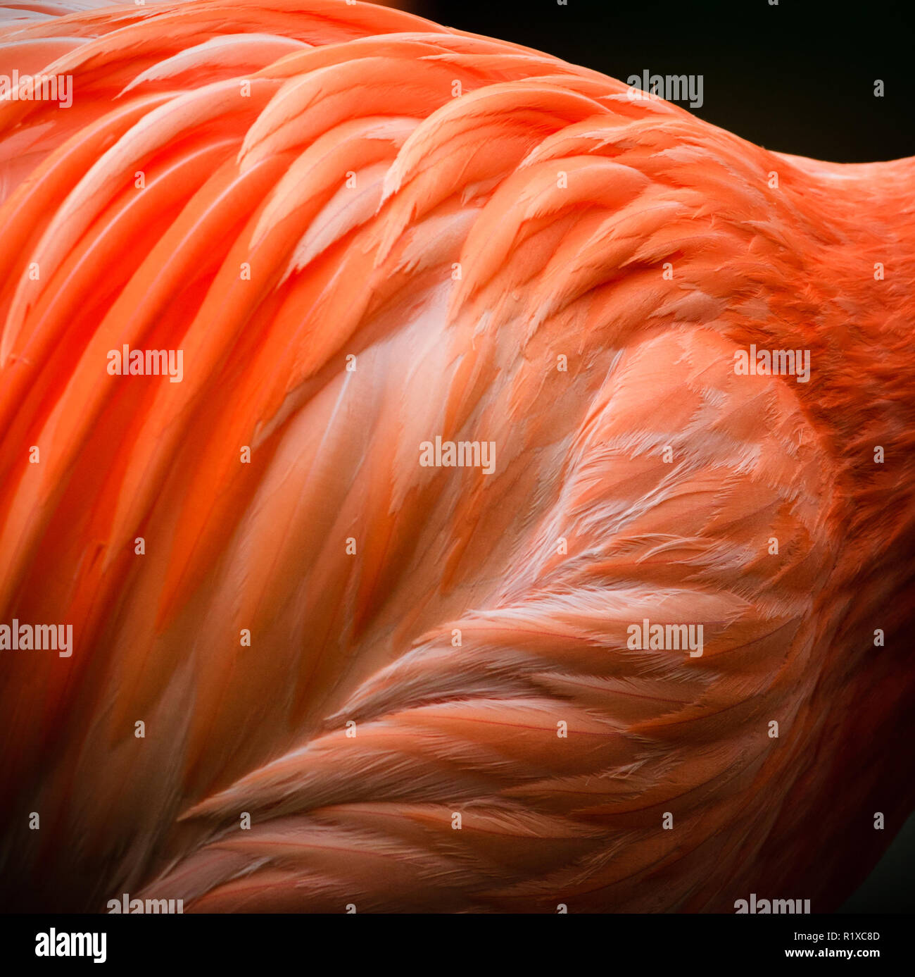 Close up of pink flamingo feathers Stock Photo - Alamy