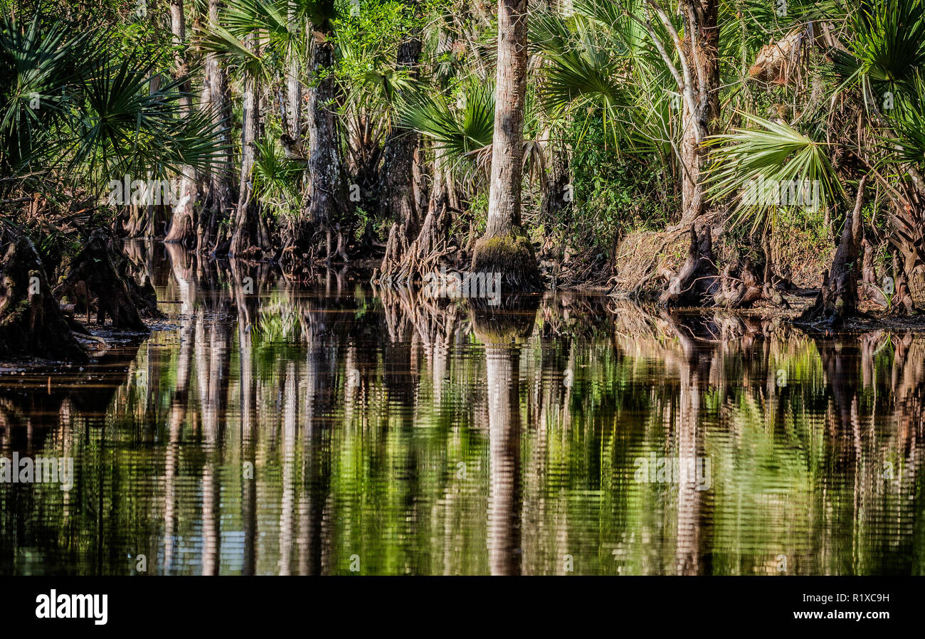 Everglades landscape with cypress tress and water Stock Photo - Alamy