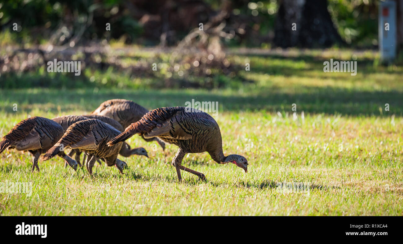 Walk through field hi-res stock photography and images - Alamy