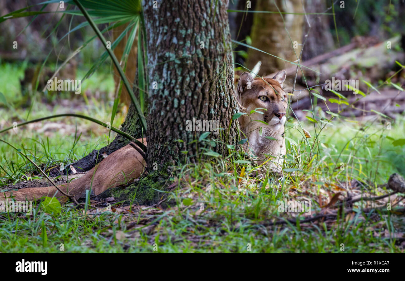 Florida panther endangered species hi-res stock photography and images ...