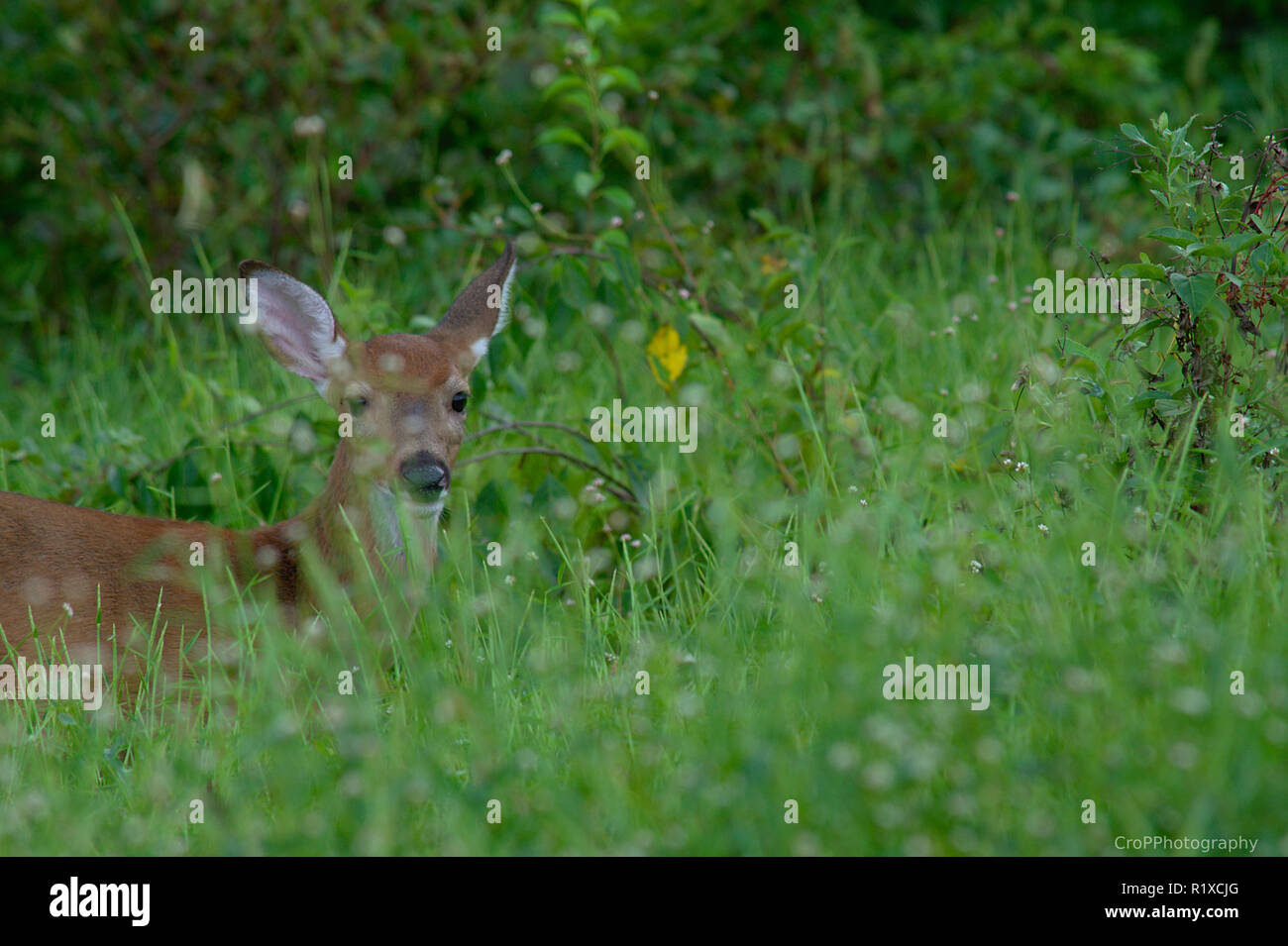 Female Whitetail deer in high grass facing camera Stock Photo - Alamy