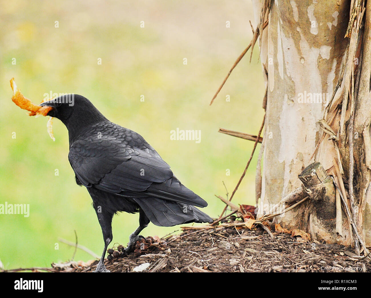 Crow eating meat hi-res stock photography and images - Alamy