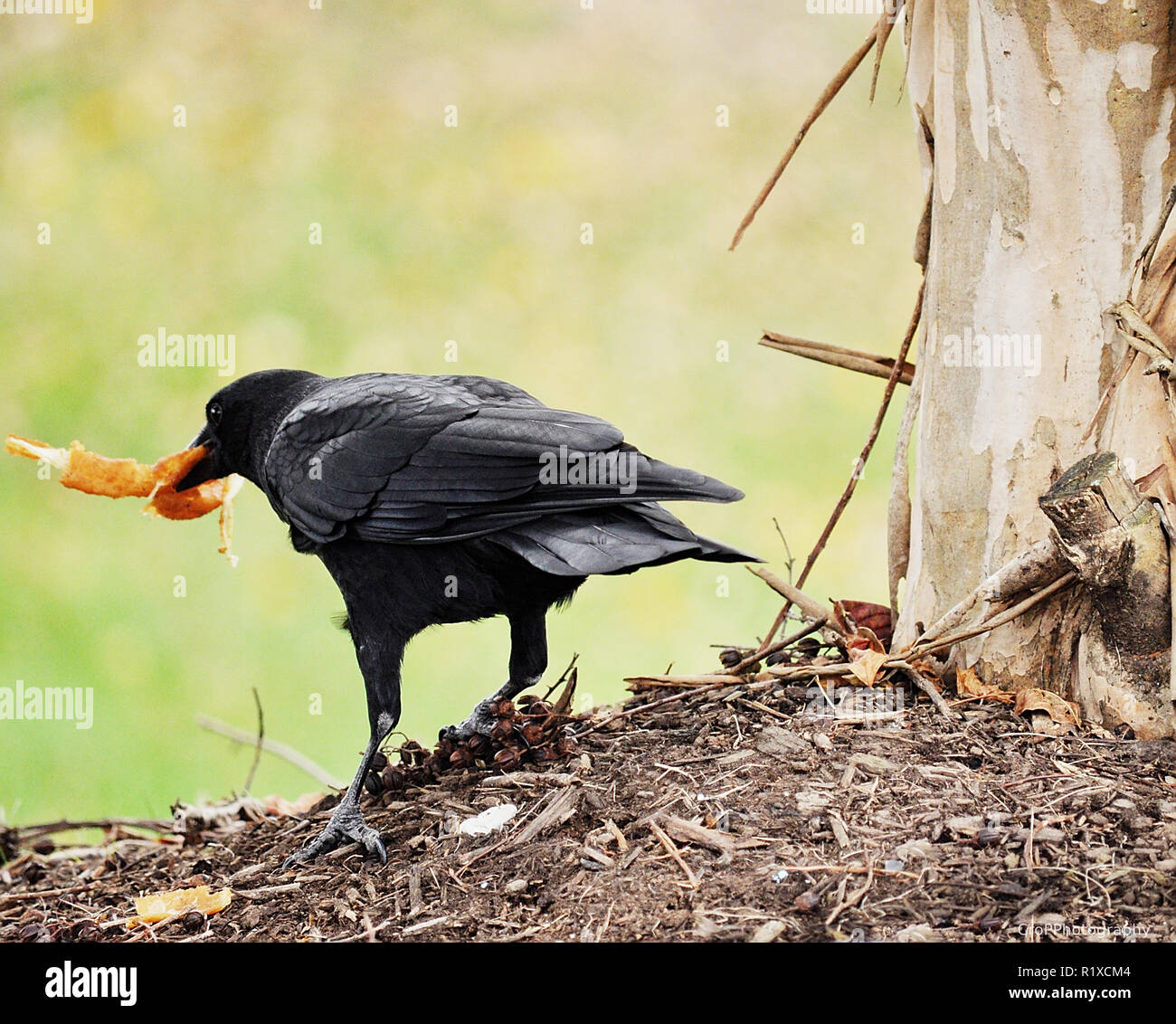 Crow eating meat hi-res stock photography and images - Alamy