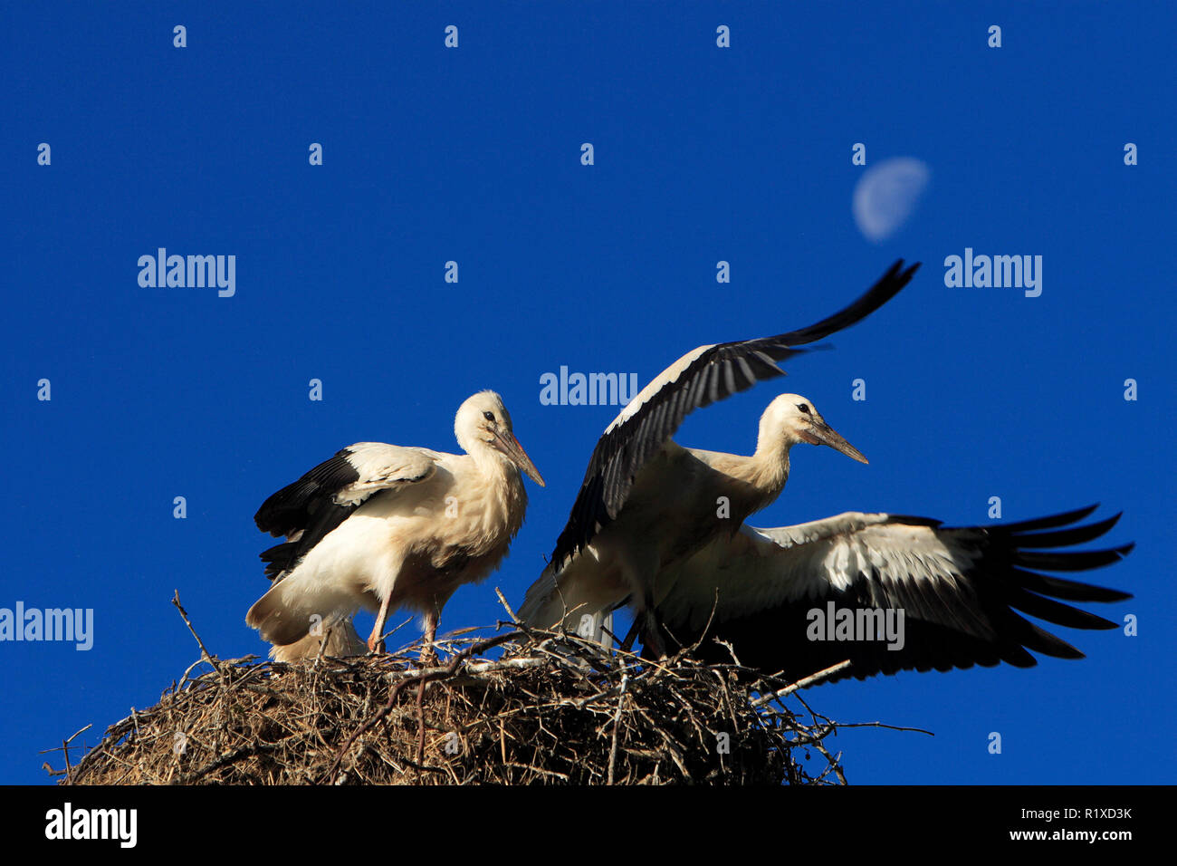 Group of White Stork birds on a nest over the Biebrza River wetlands in ...