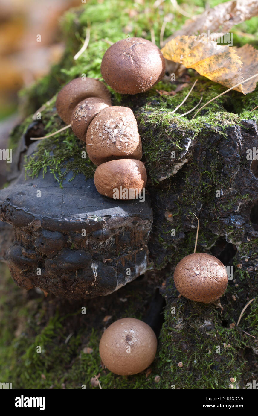 Puffball smoke hi-res stock photography and images - Alamy