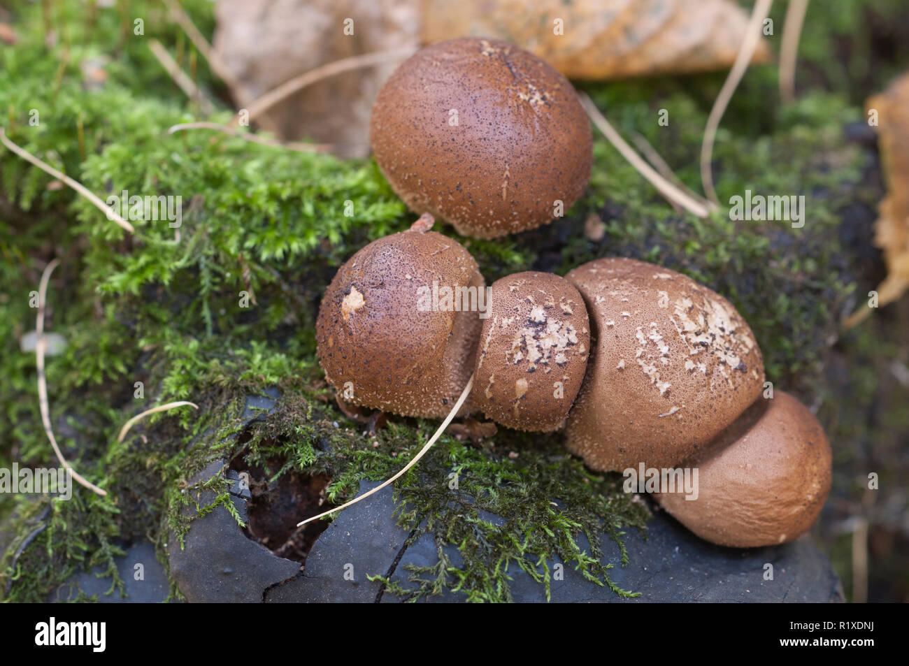 Puffball Smoke High Resolution Stock Photography and Images - Alamy