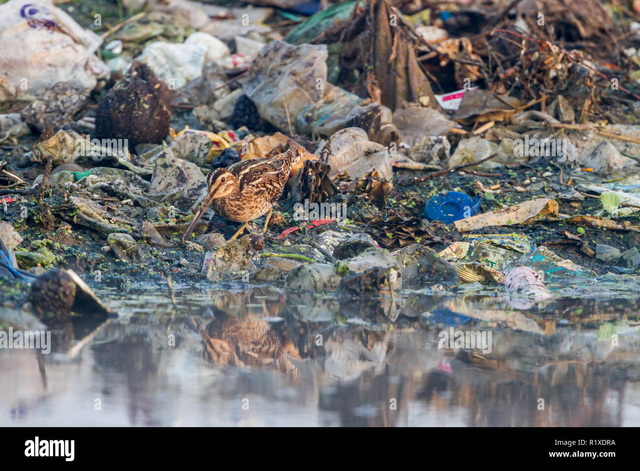 The common snipe (Gallinago gallinago) is a wader bird seen in plastic ...