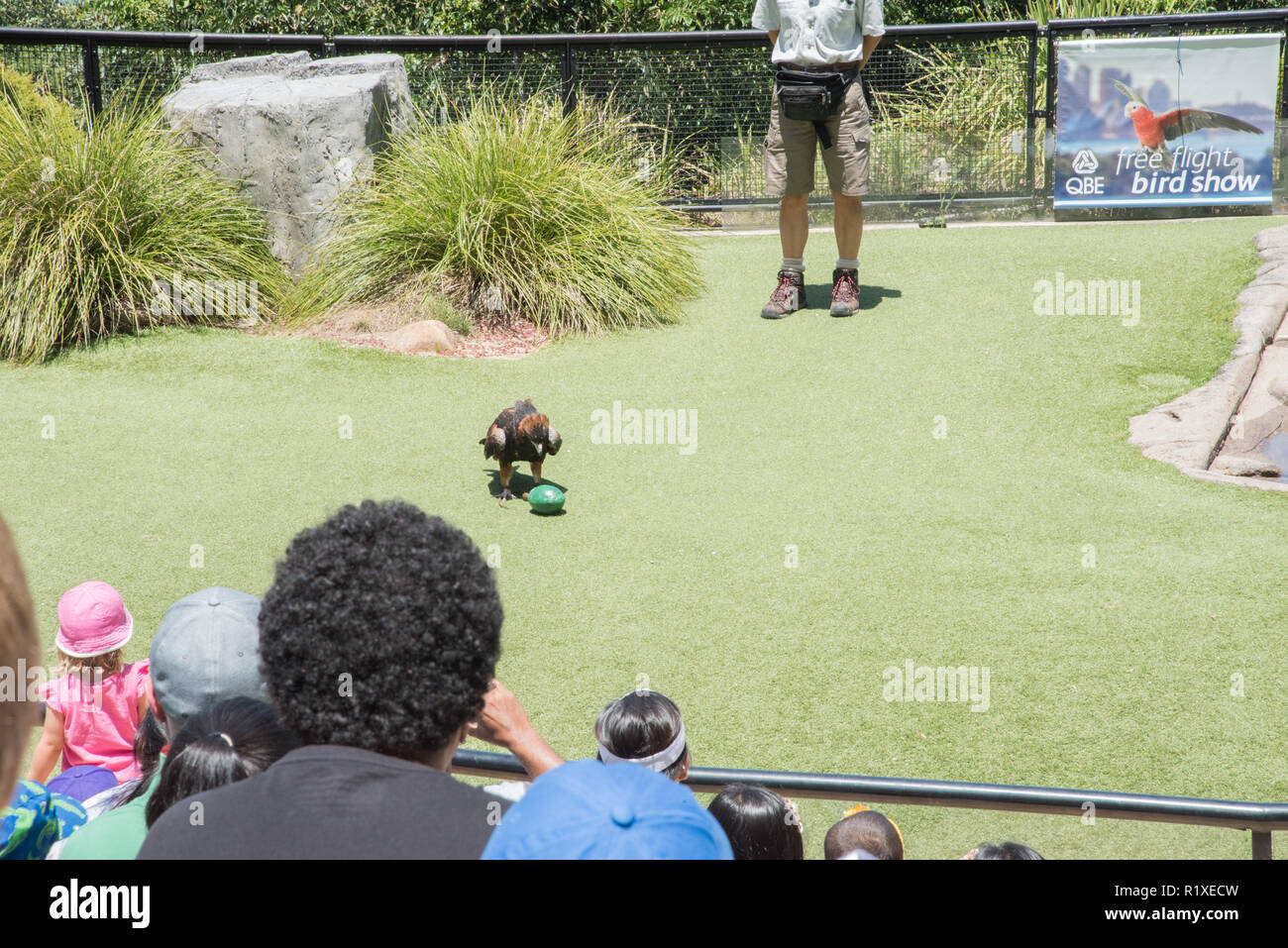 Black breasted buzzard cracking an egg hi-res stock photography and ...