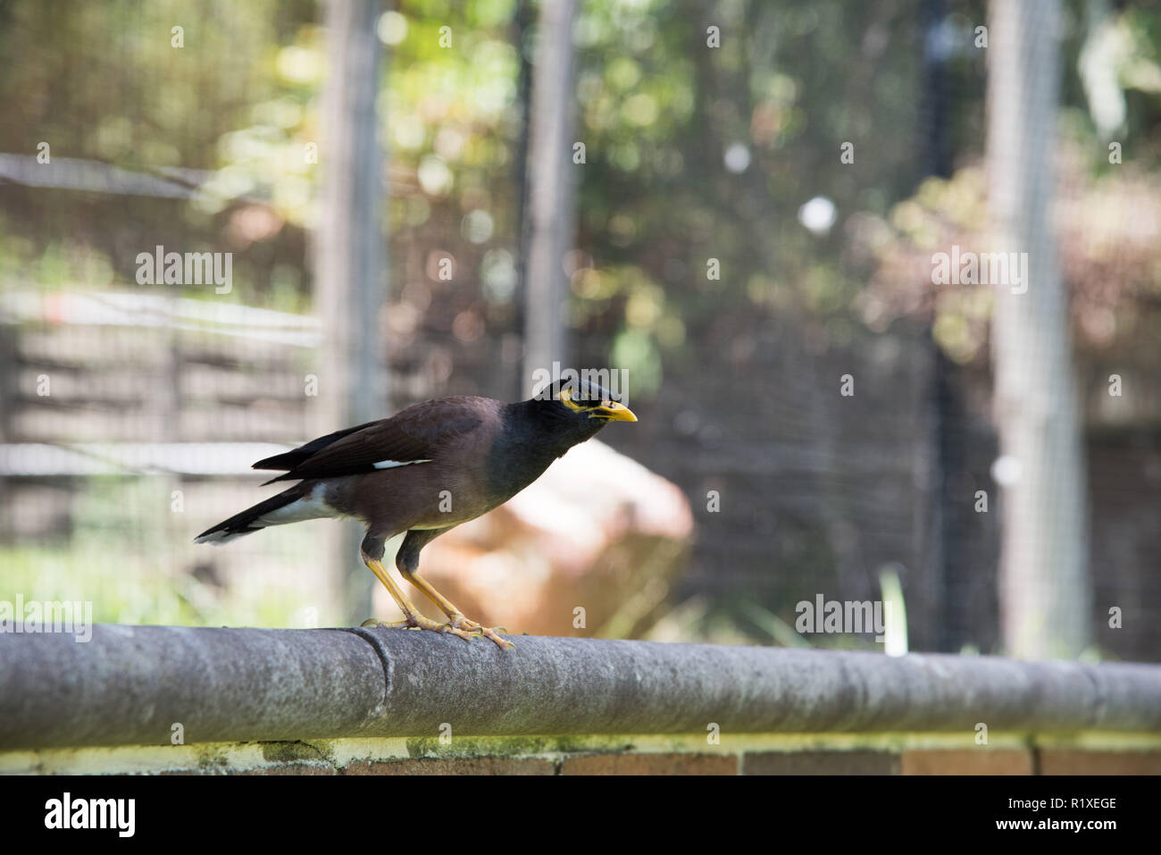 Myna Bird Stock Photos & Myna Bird Stock Images - Alamy