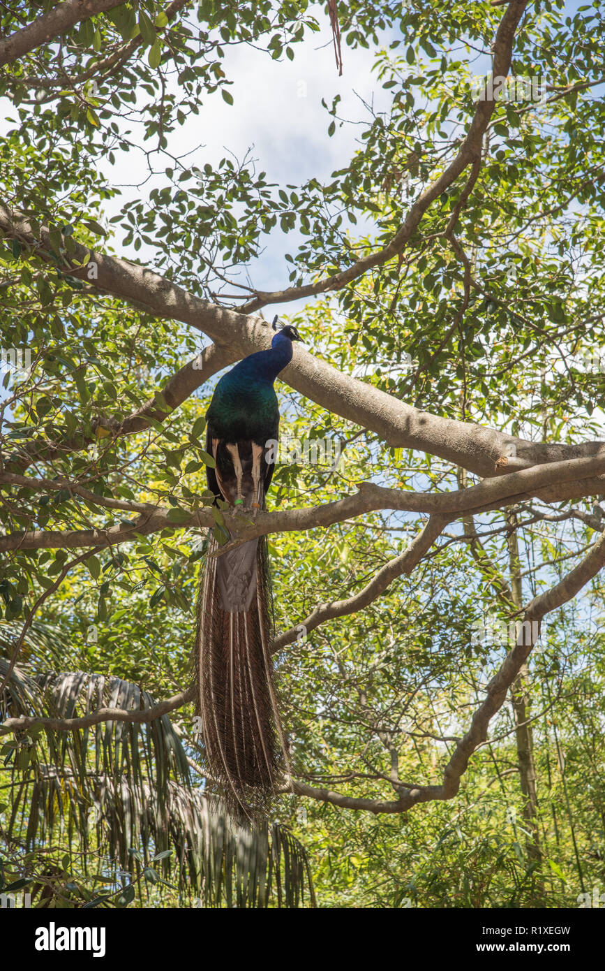 Indian blue peacock perched on branch with green leaves under a blue ...