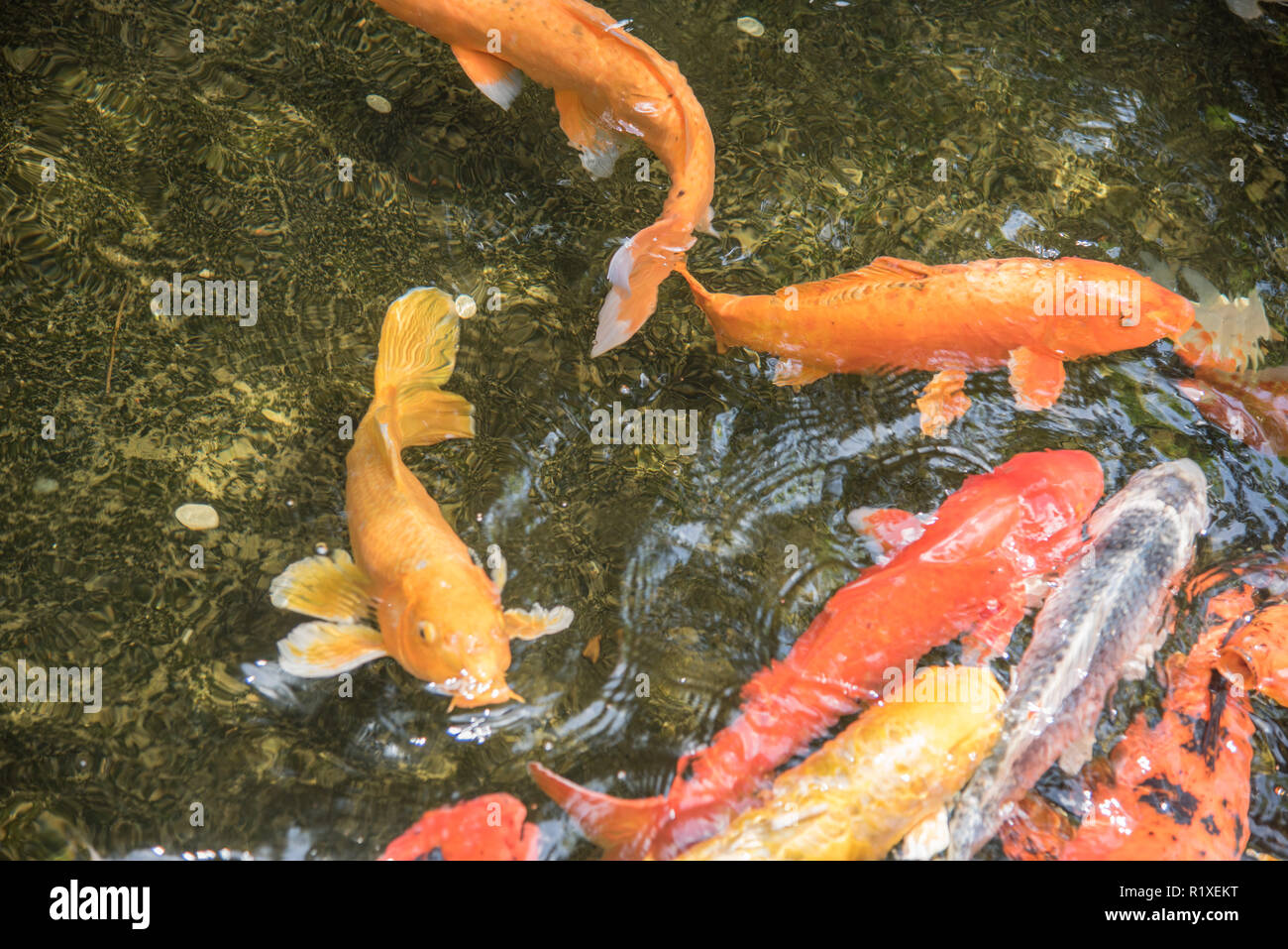 Active koi fish hi-res stock photography and images - Alamy