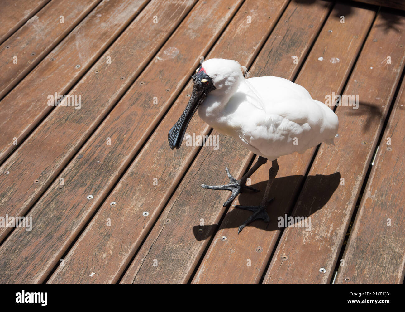Royal spoonbill with it's white plumage and unique flat bill walking on ...