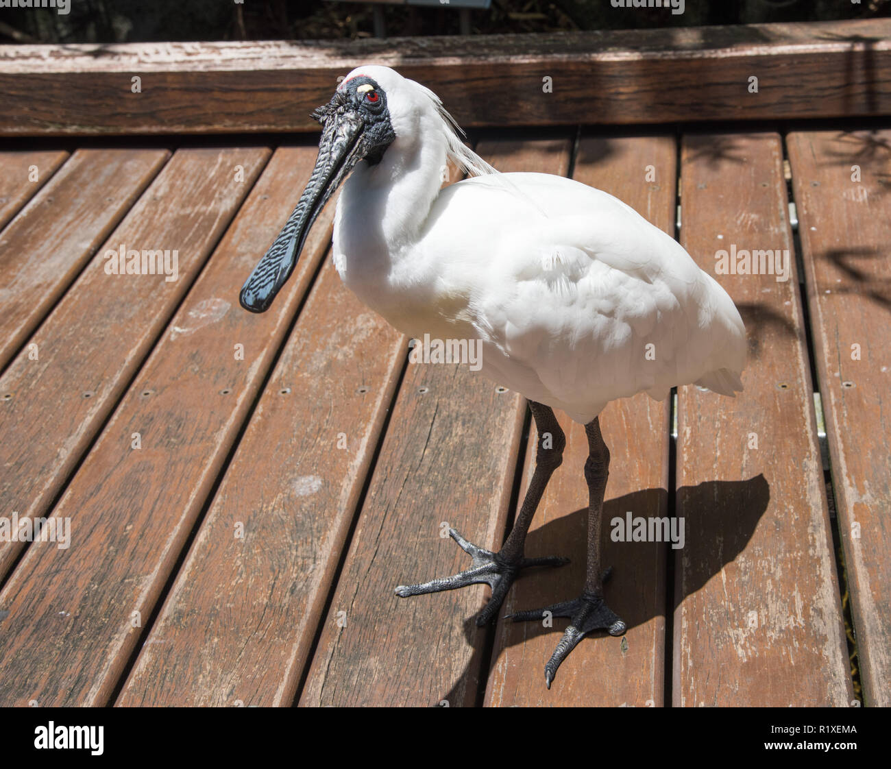 Royal spoonbill with it's white plumage and unique flat bill walking on ...