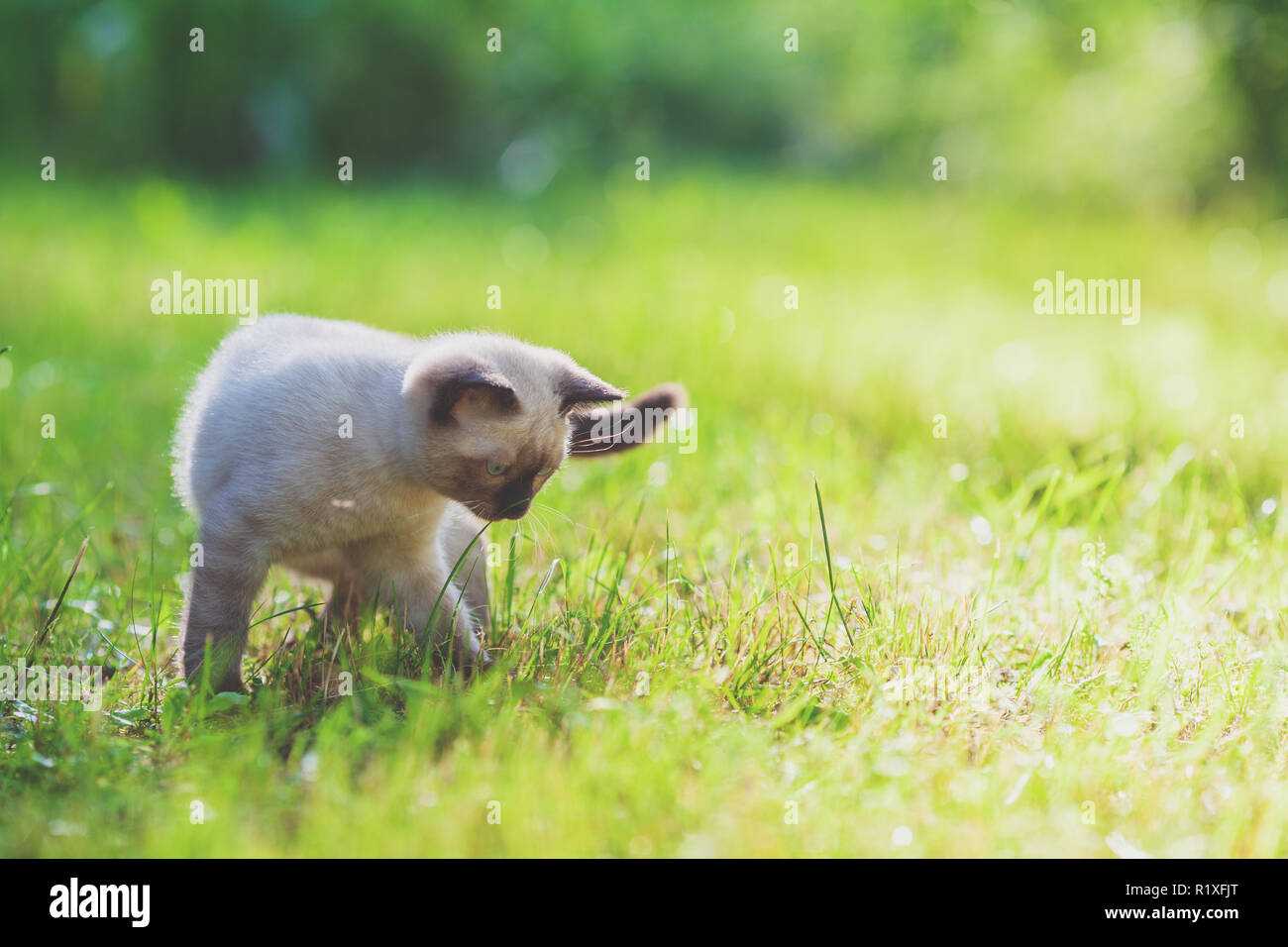 Small siamese cat hi-res stock photography and images - Alamy