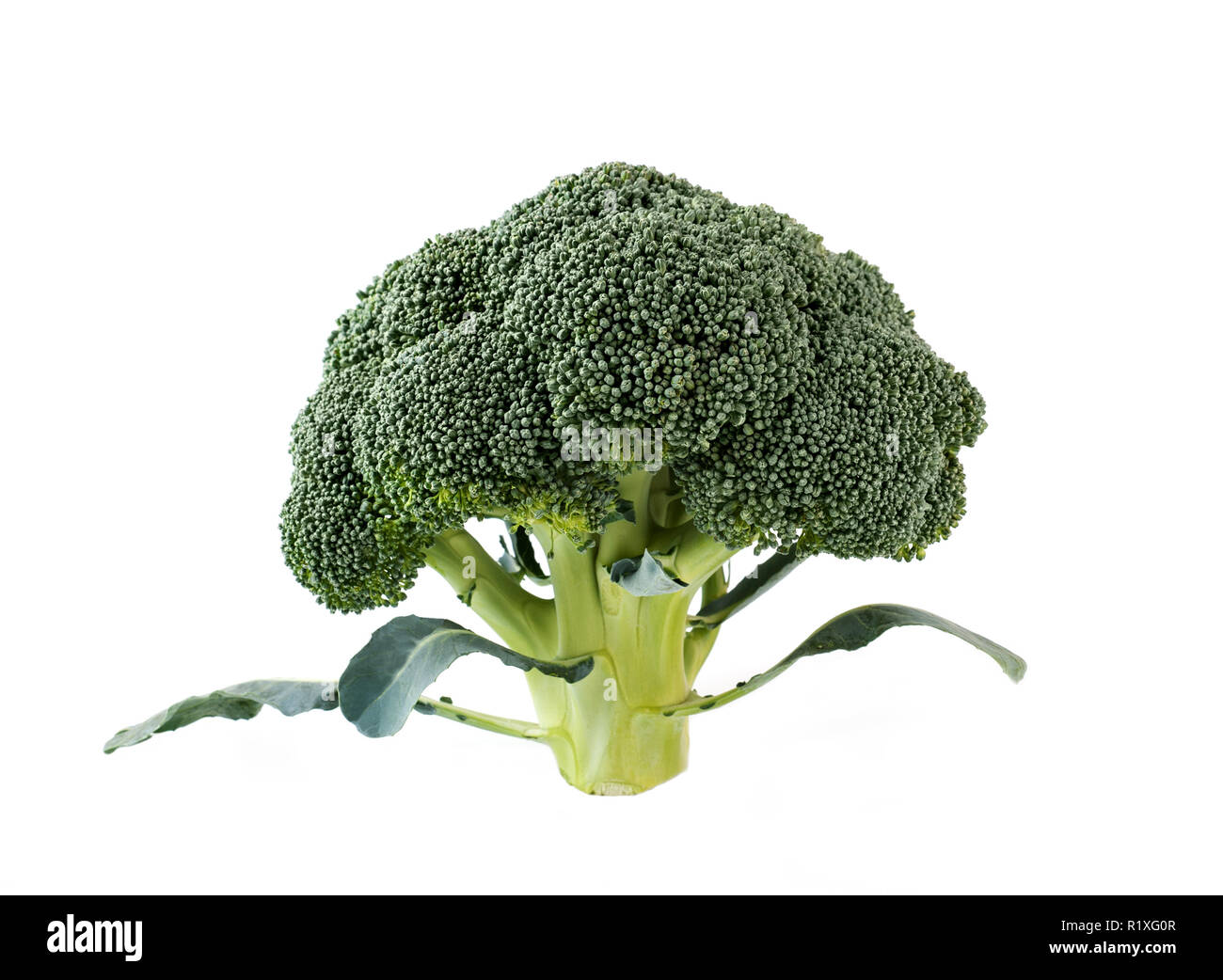 Broccol raw . Close up view of the broccoli on white background Stock ...