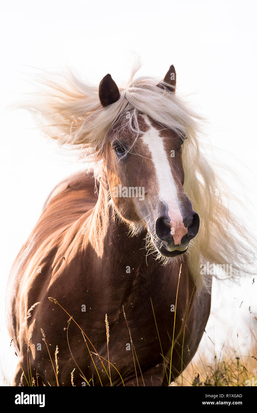 Black Forest Horse. Portrait of chestnut gelding, with mane flowing ...