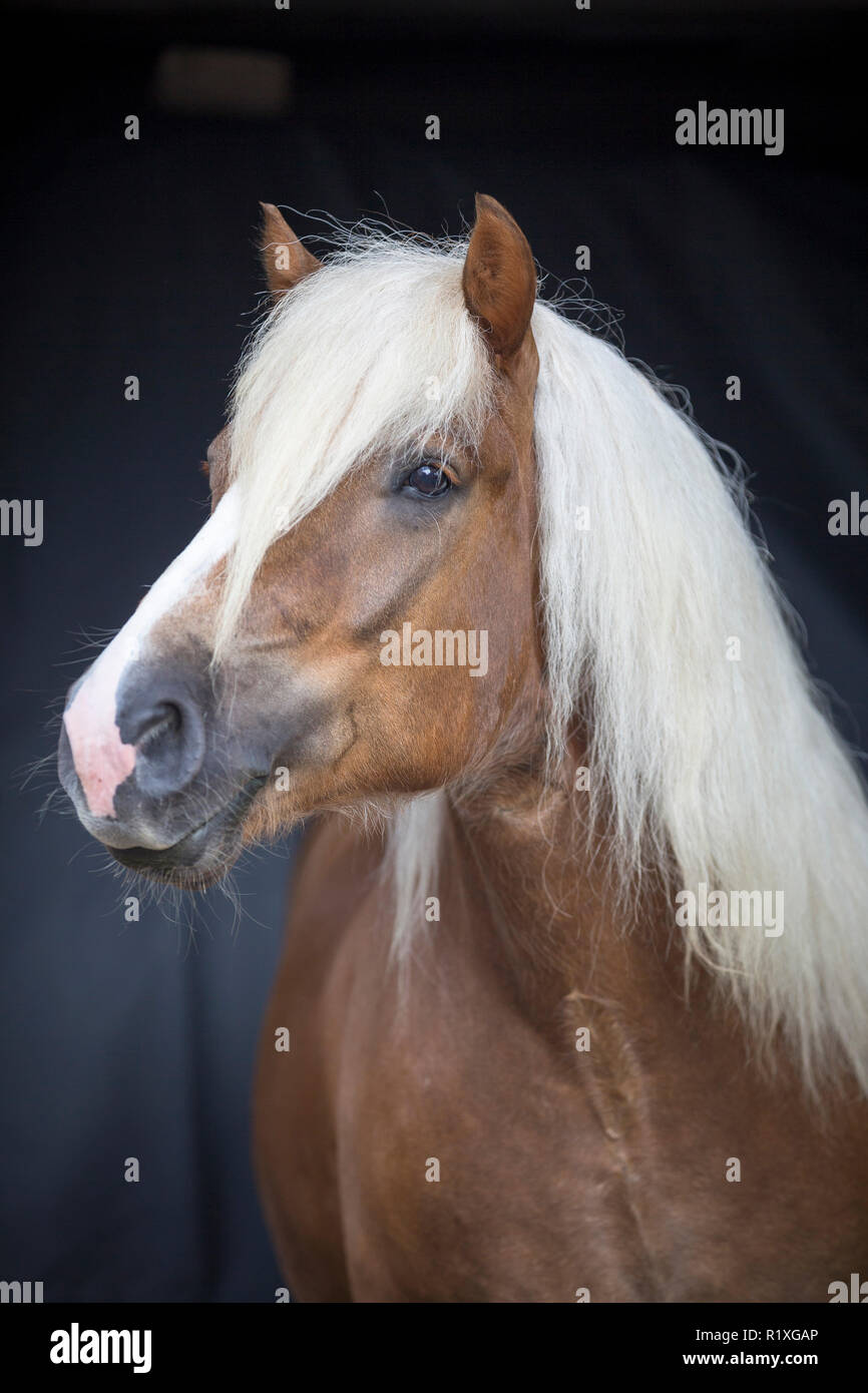 Black Forest Horse. Portrait of chestnut gelding, seen against a black ...