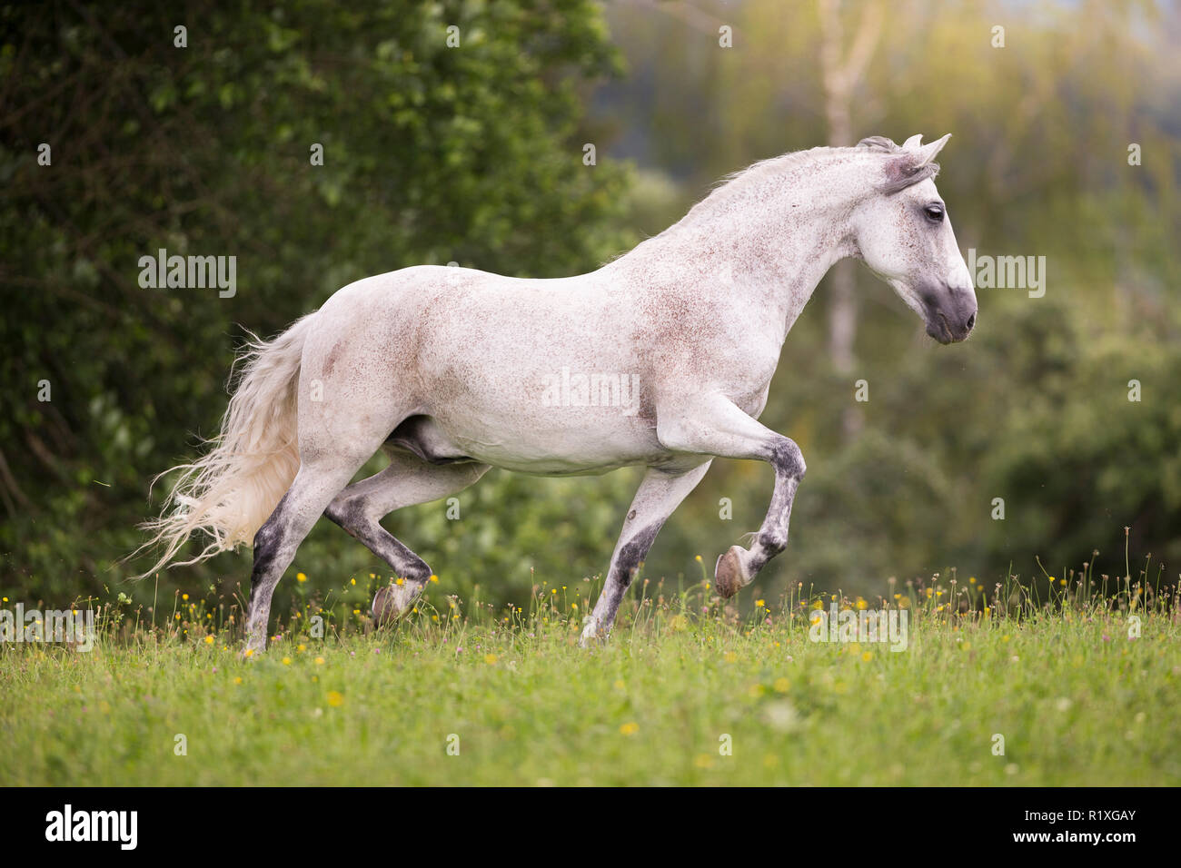 Pure Spanish Horse, Andalusian. Gray gelding trotting on a meadow ...