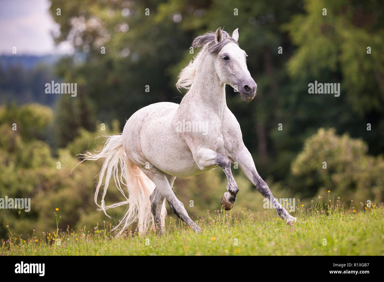 Pure Spanish Horse, Andalusian. Gray gelding galloping on a meadow ...