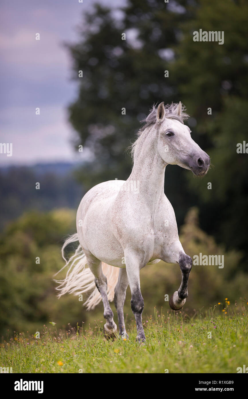 Pure Spanish Horse, Andalusian. Gray gelding galloping on a meadow ...